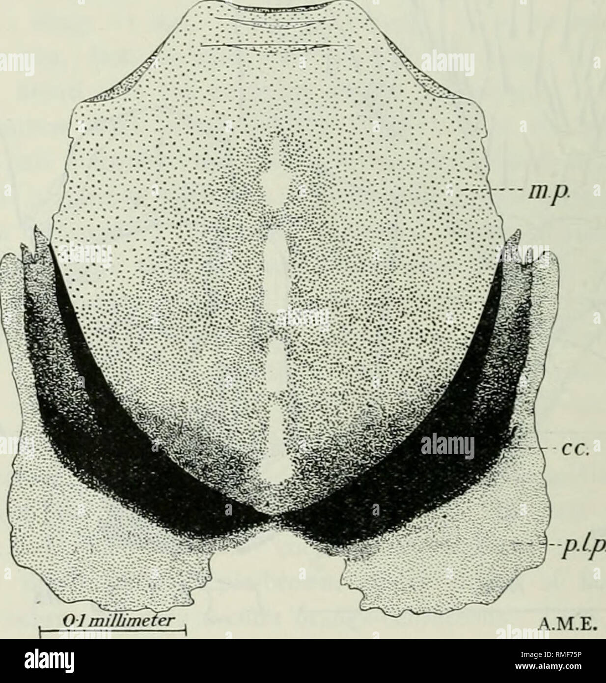 . Annals of tropical medicine and parasitology. Parasites. 54 width ...