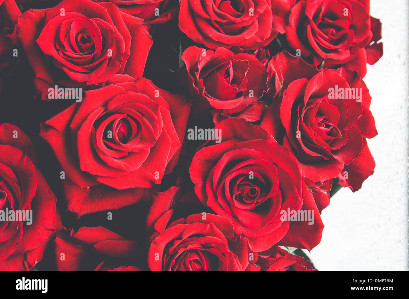 Big red roses bouquet , background of roses on holiday Stock Photo - Alamy