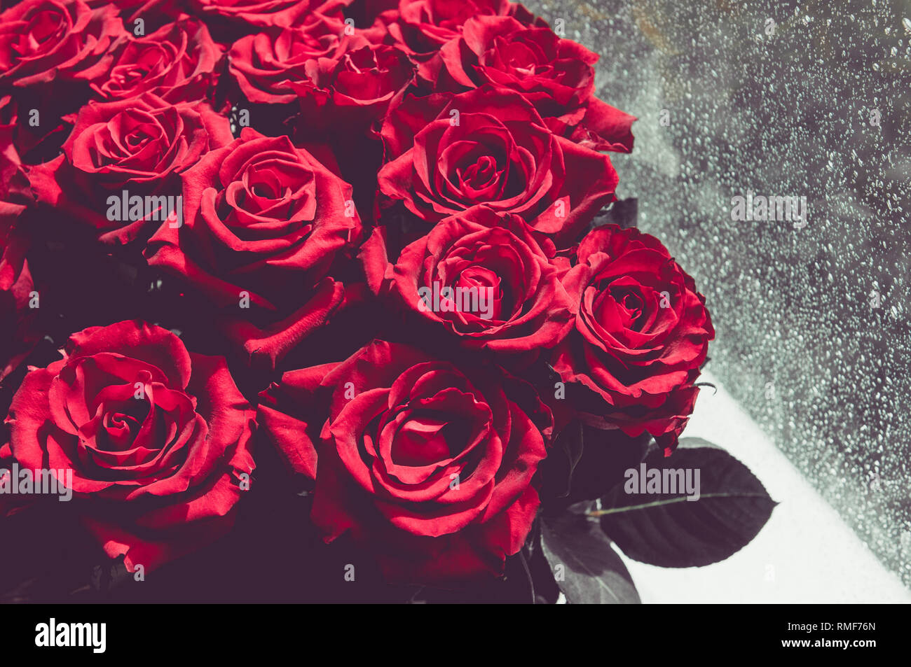 Big red roses bouquet , background of roses on holiday Stock Photo - Alamy