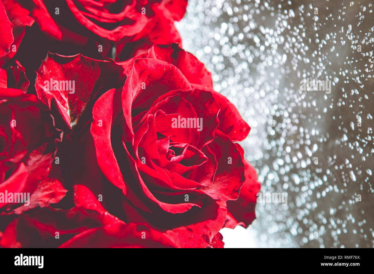 Big red roses bouquet , background of roses on holiday Stock Photo - Alamy