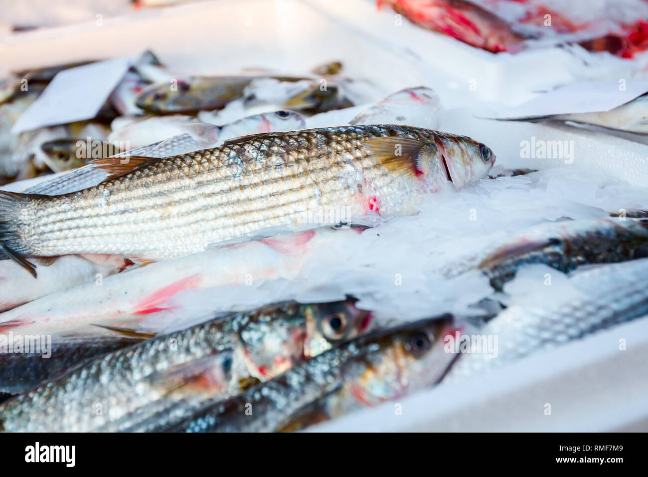 Pile of fresh Flathead mullet fish for sale on the fishmonger, outdoor ...