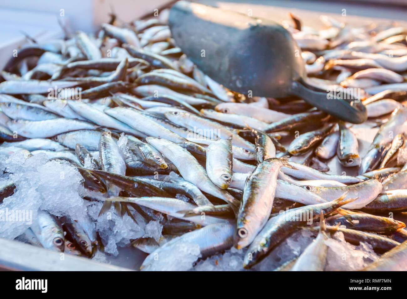 Pile of fresh anchovy, pilchard fishes or sardina pilchardus fish for ...