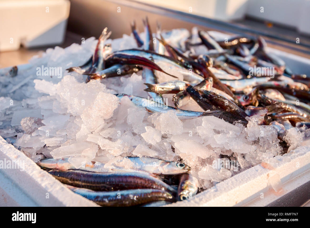 Pile of fresh European Anchovy fish for sale on the fishmonger, outdoor ...