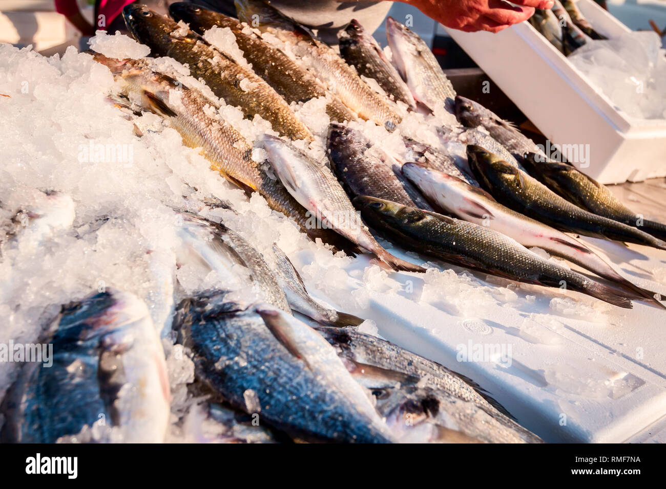 Pile of different fresh fish for sale on the fishmonger, outdoor ...