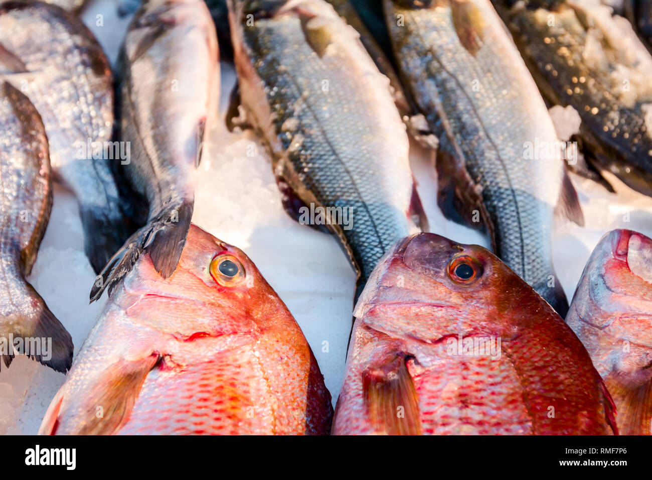 Northern red snapper hi-res stock photography and images - Alamy