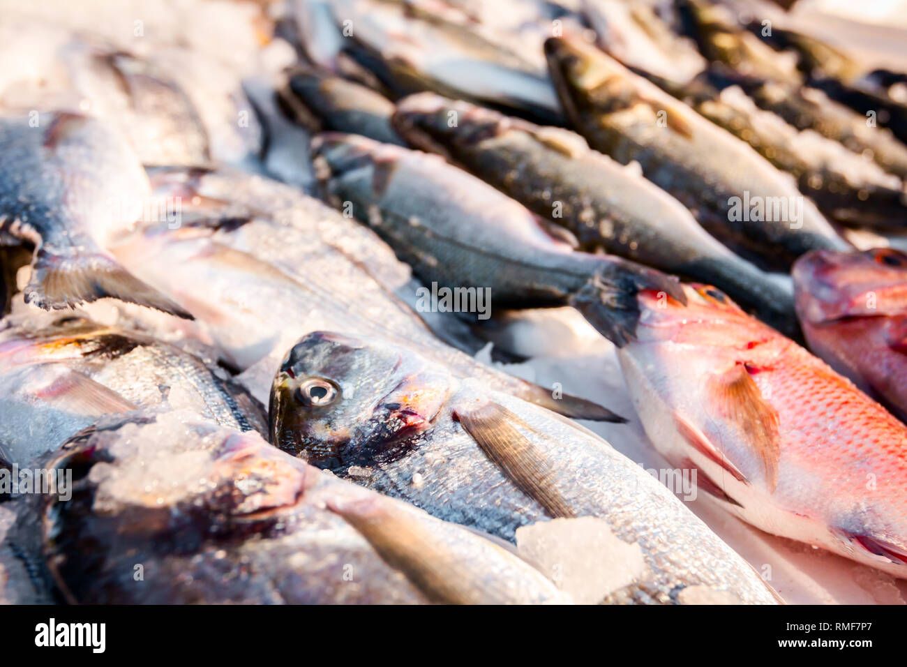 Pile of different fresh fish for sale on the fishmonger, outdoor ...