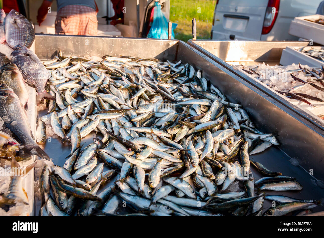 Bunch of fishes hi-res stock photography and images - Alamy