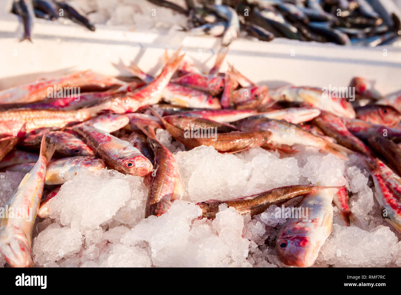 Pile of fresh red mullet fish for sale on the fishmonger, outdoor ...