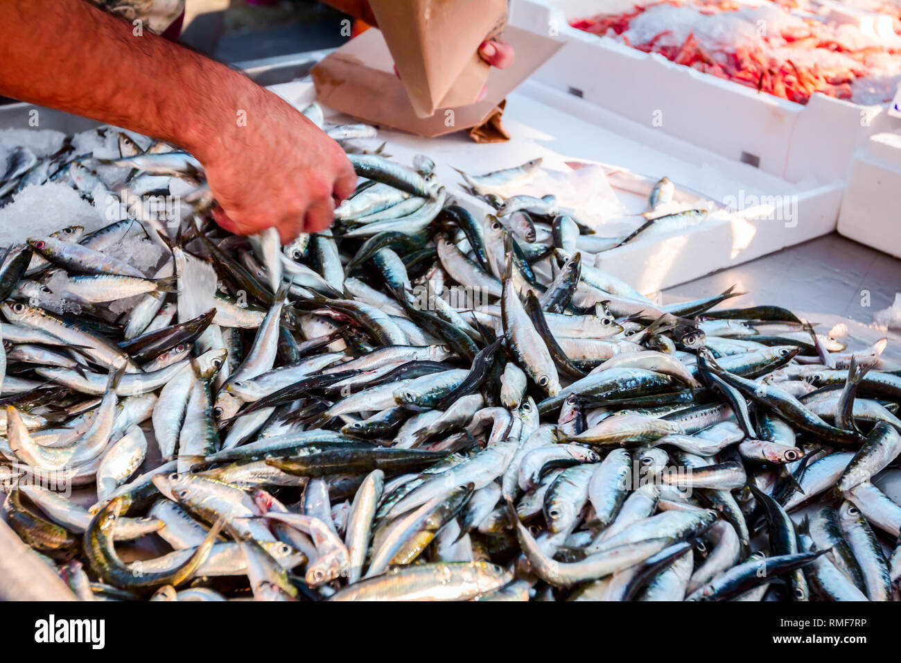 Pilchard Fishery High Resolution Stock Photography and Images - Alamy