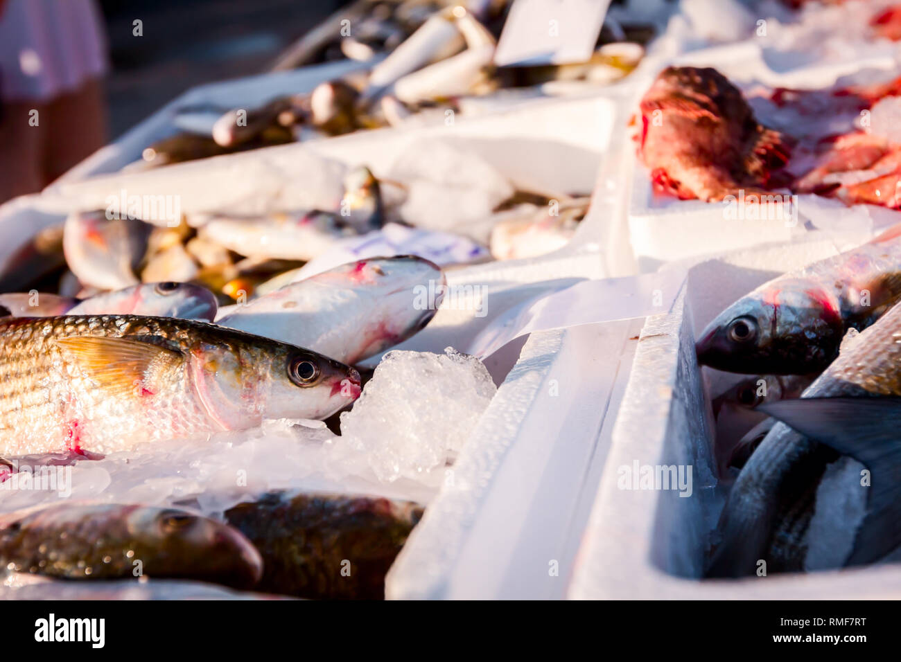 Pile of fresh Flathead mullet fish for sale on the fishmonger, outdoor ...