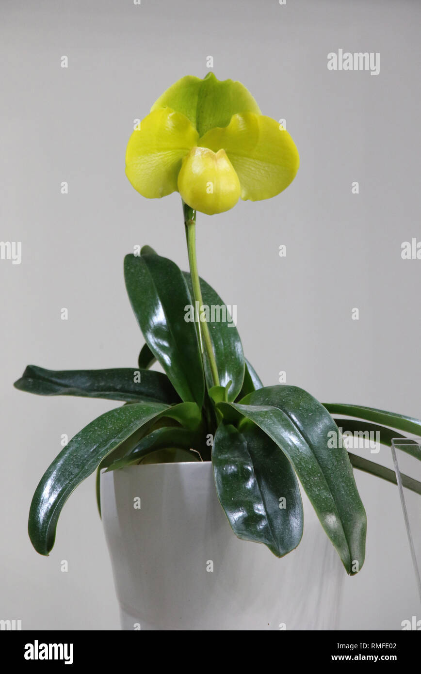 Tokyo, Japan. 15th Feb, 2019. The Japan Grand Prix orchid is displayed ...