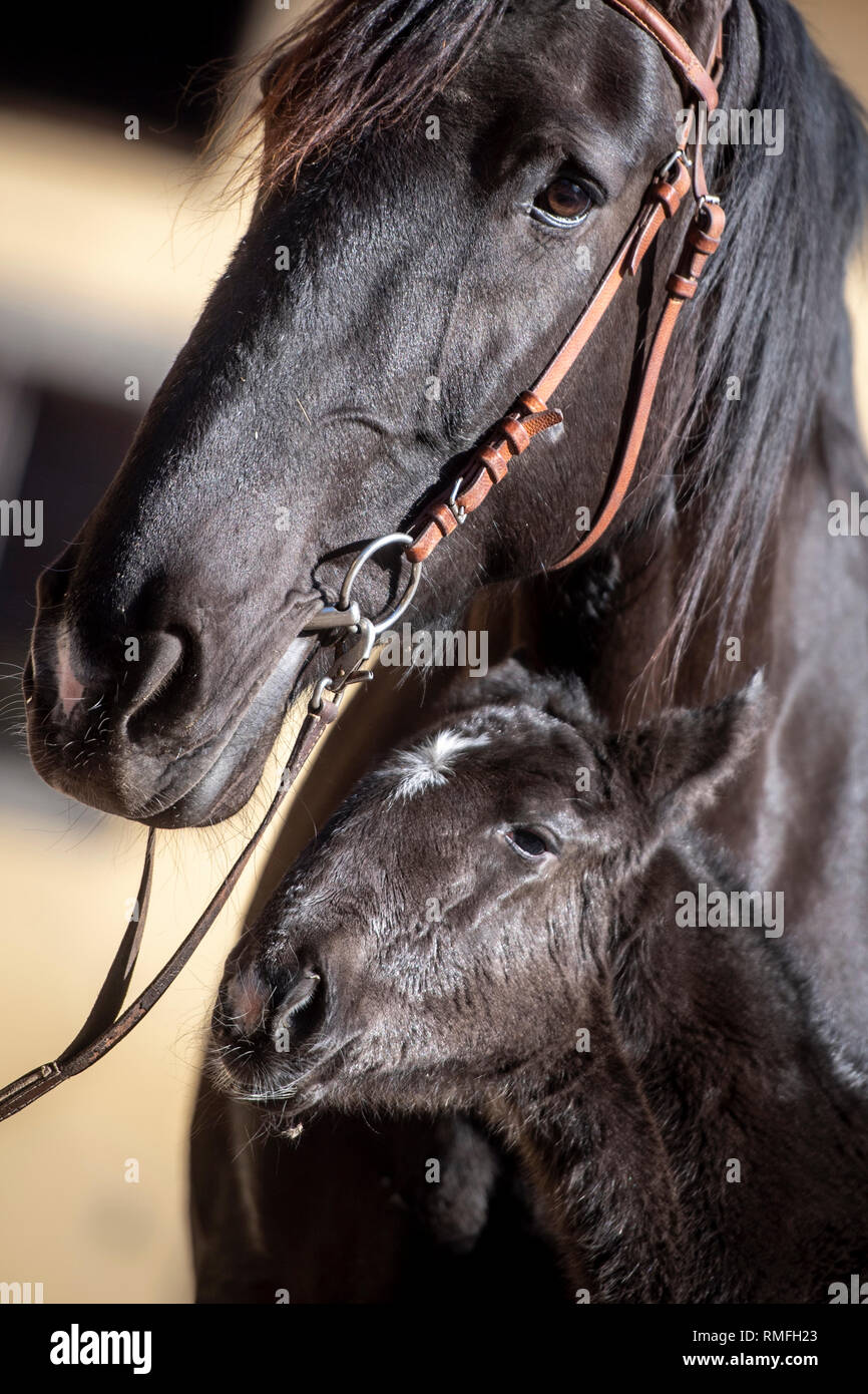 Slatinany, Czech Republic. 15th Feb, 2019. The first foal of the ...