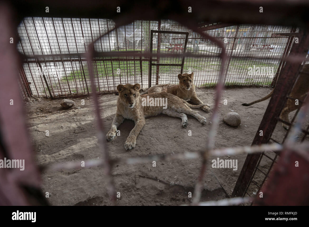 Gaza City, Palestinian Territories. 15th Feb, 2019. Lions lay inside ...