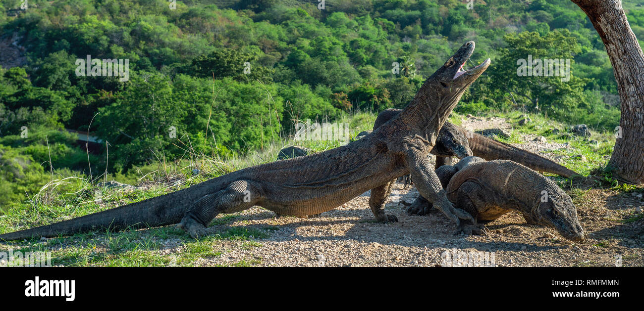 Komodo dragons. The Komodo dragon raised the head and open a mouth ...