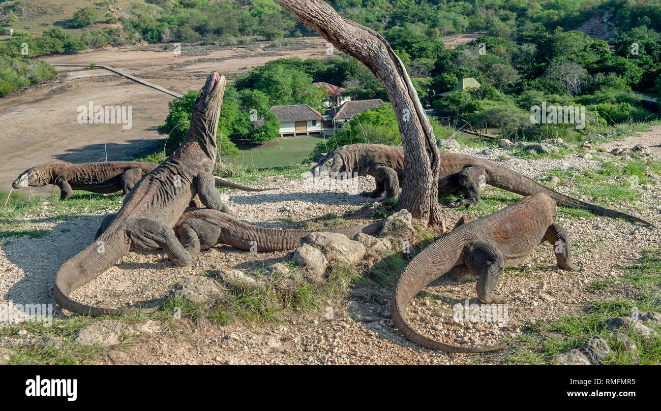 Komodo dragons. The Komodo dragon raised the head and open a mouth ...