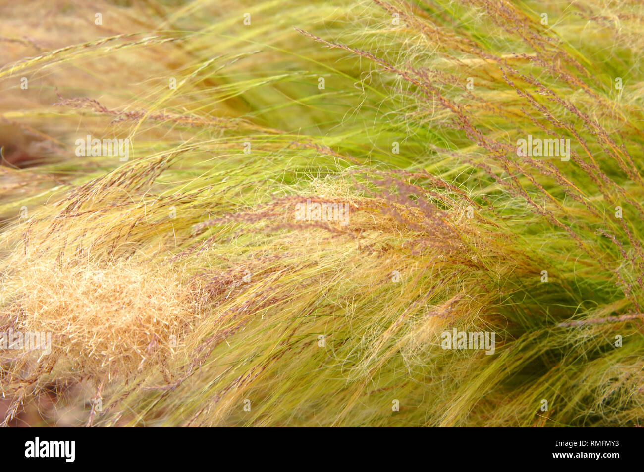 Landscaping has full bushy grass with tassels. Background image shows ...