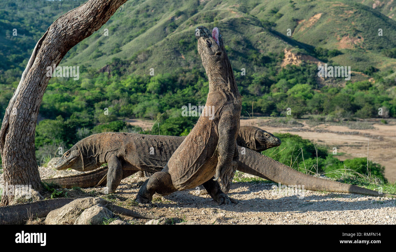 Komodo dragons.The Komodo dragon stands on its hind legs and open mouth ...