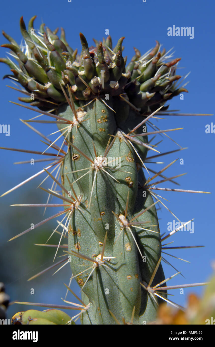 Arm of cactus stretches vertically into a vivid blue sky. Long spines ...