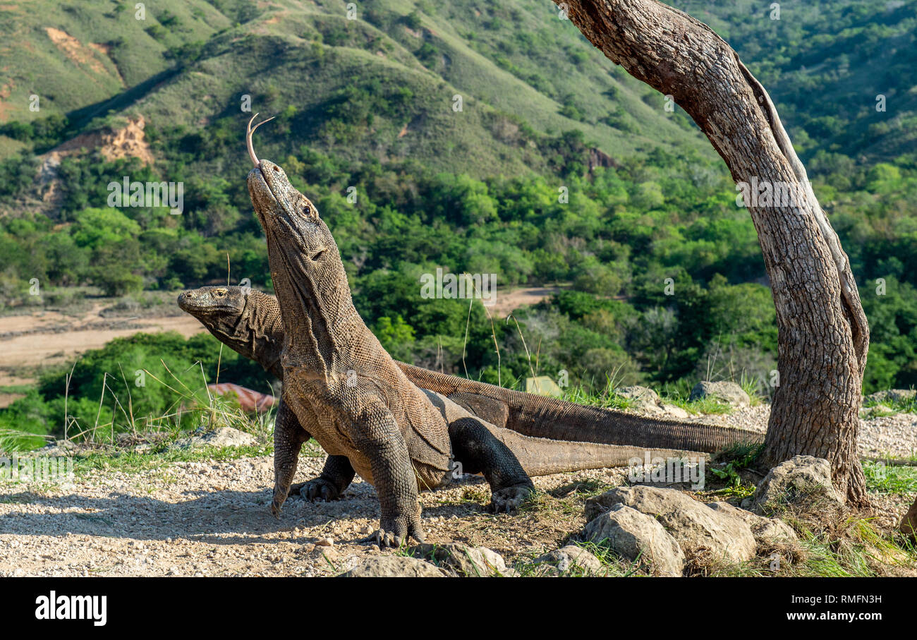 Komodo dragons. The Komodo dragon raised his head and sniffs the air ...