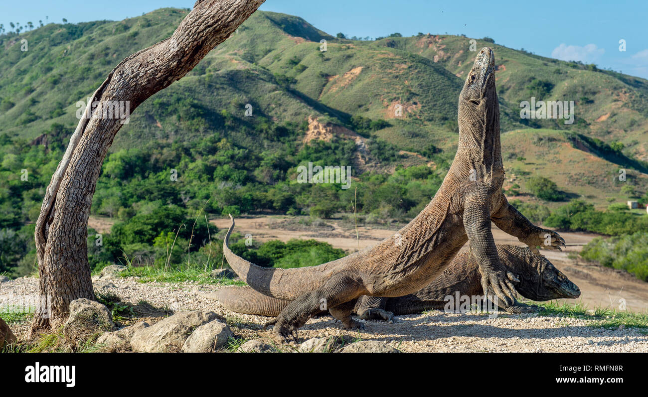 Komodo dragons. The Komodo dragon raised the head and open a mouth ...