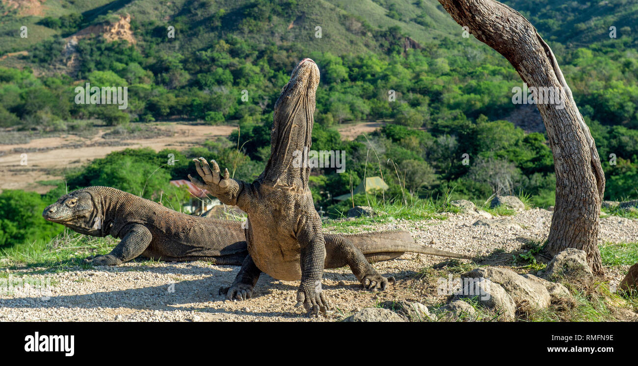 Komodo dragons. The Komodo dragon raised his head and sniffs the air ...