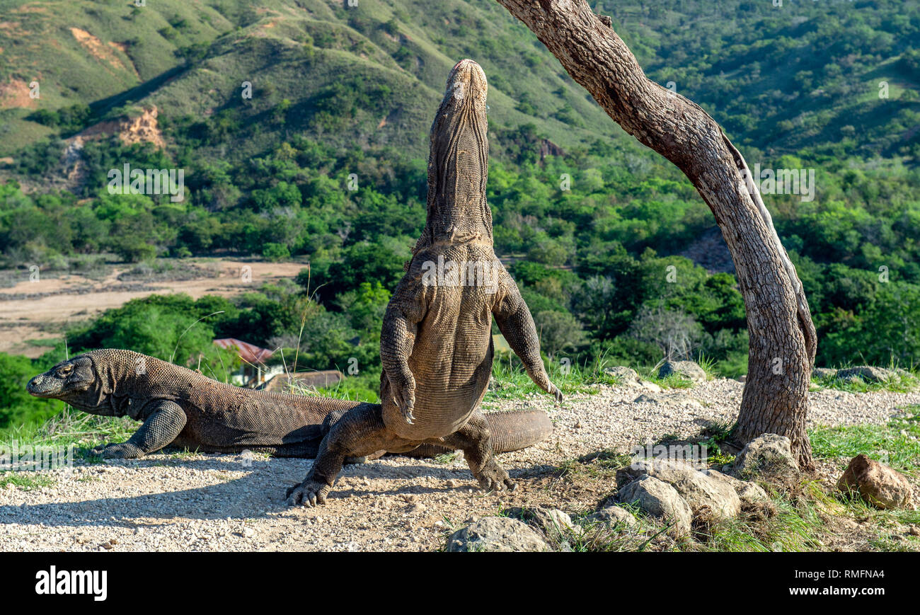 Giant dragons hi-res stock photography and images - Alamy