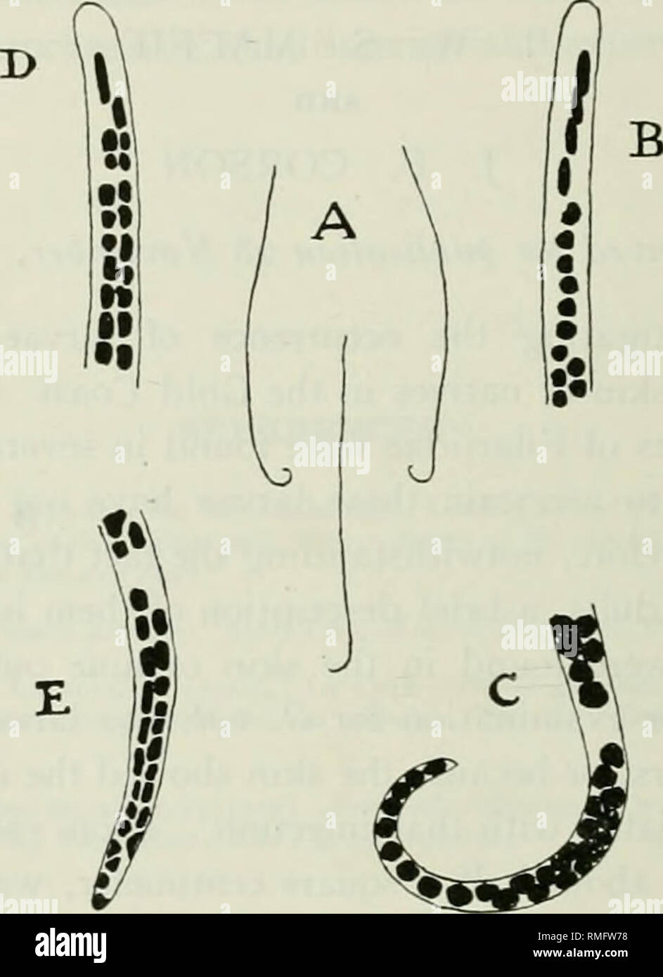 . Annals of tropical medicine and parasitology. Parasites. 466 ...