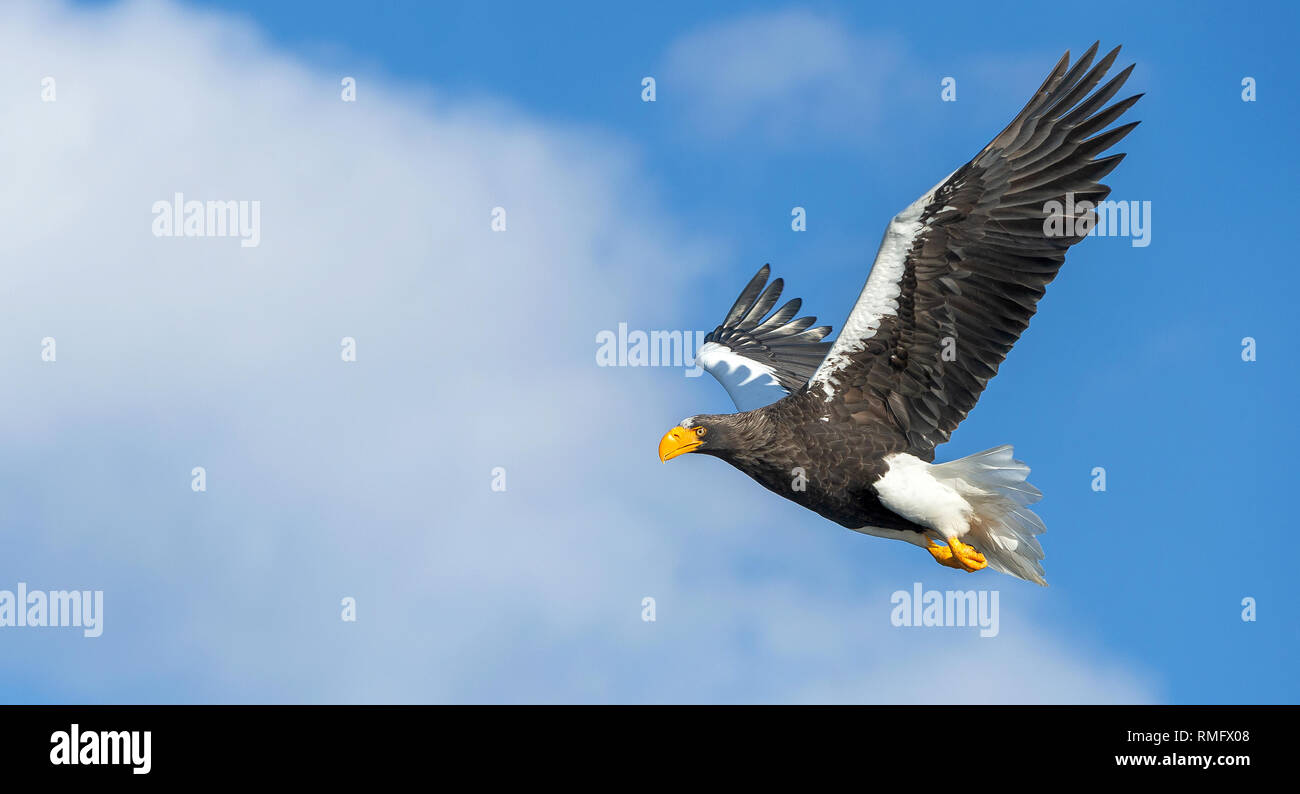Adult Steller's sea eagle in flight. Scientific name: Haliaeetus ...