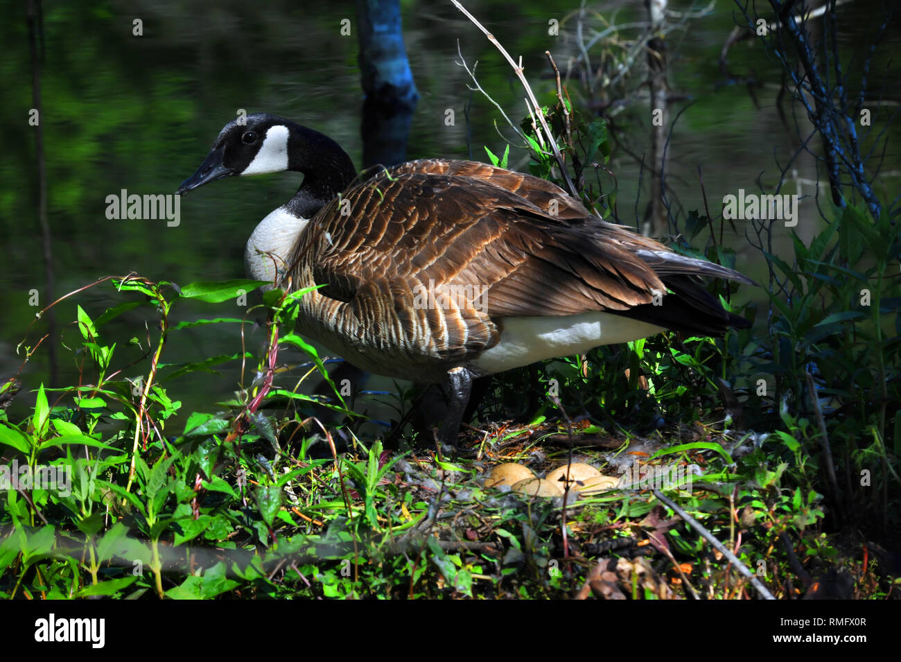 Female Canadian Goose stands over her eggs on a swampy island on Cooty ...