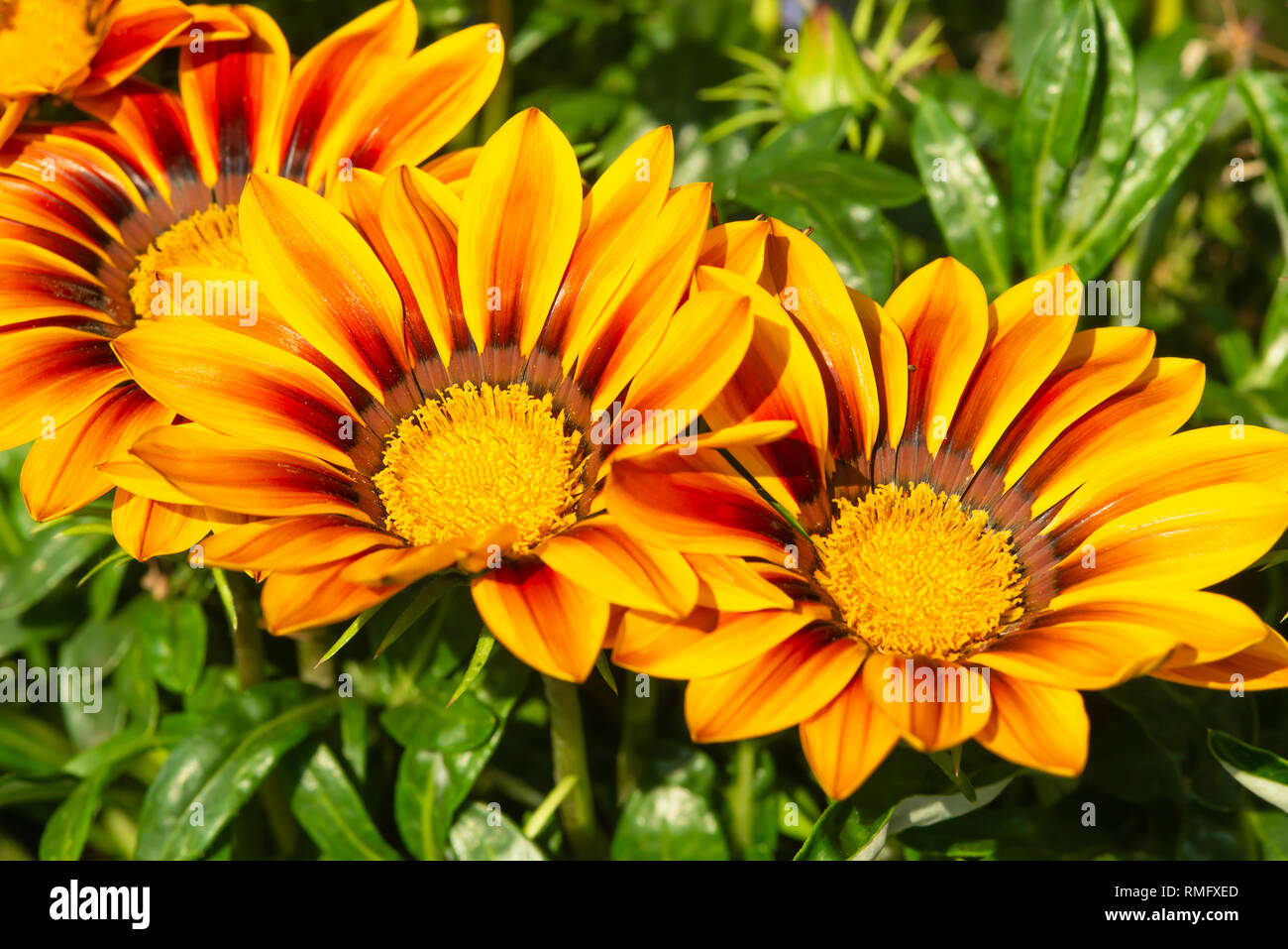 Treasure flower red stripe hi-res stock photography and images - Alamy