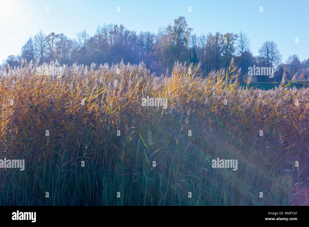 Golden reeds waving in wind hi-res stock photography and images - Alamy