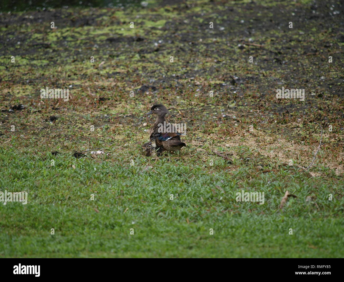 Grey ducklings hi-res stock photography and images - Alamy