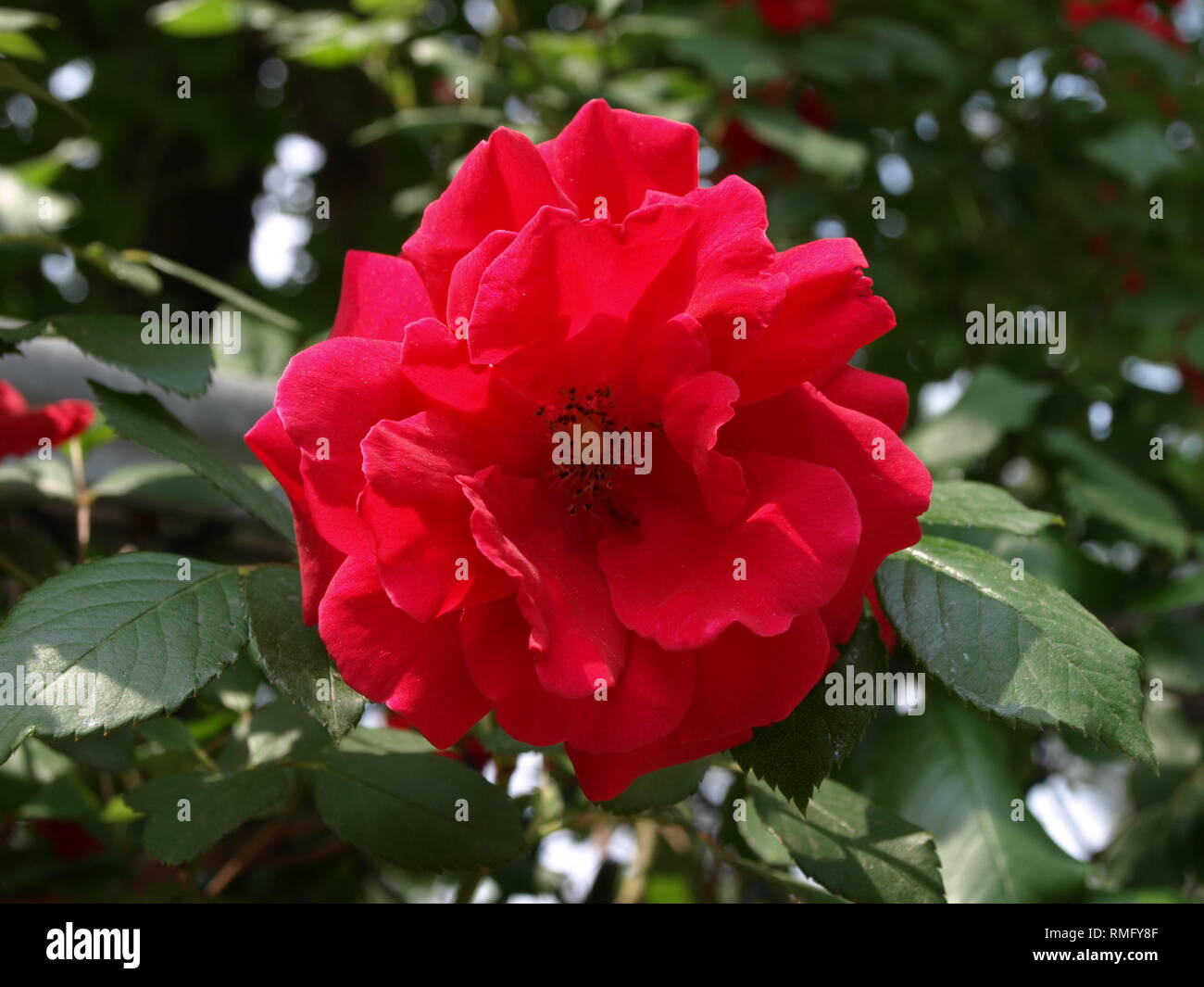 Full bloom red rose hi-res stock photography and images - Alamy