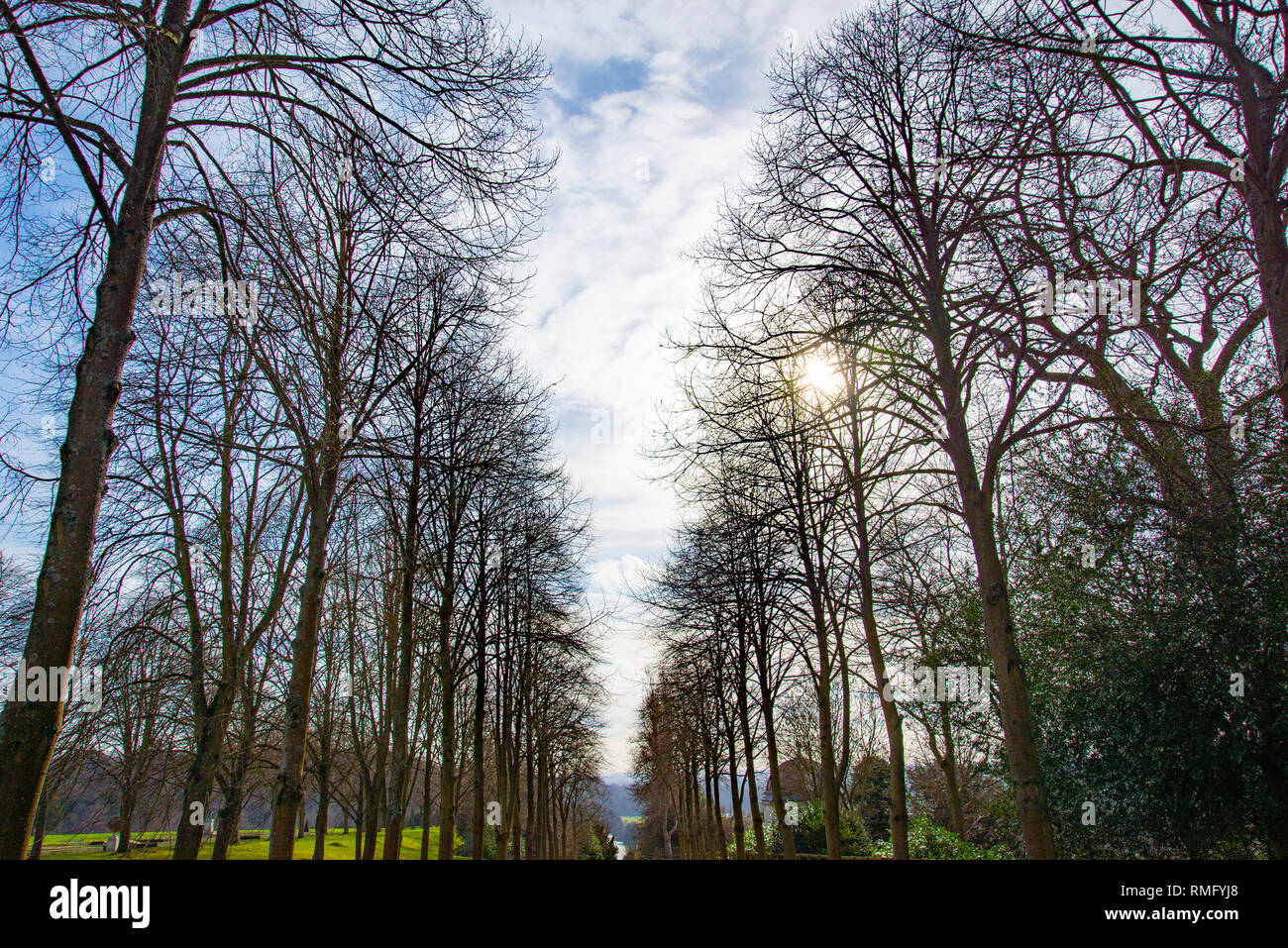 Avenue of trees Stock Photo - Alamy