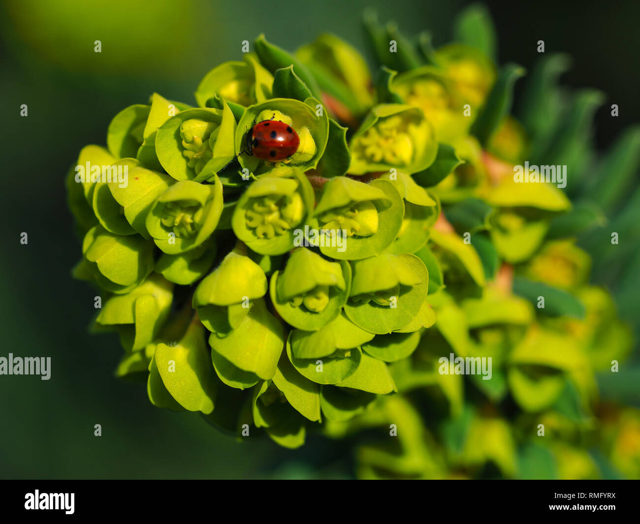 Ladybird on a plant hi-res stock photography and images - Alamy
