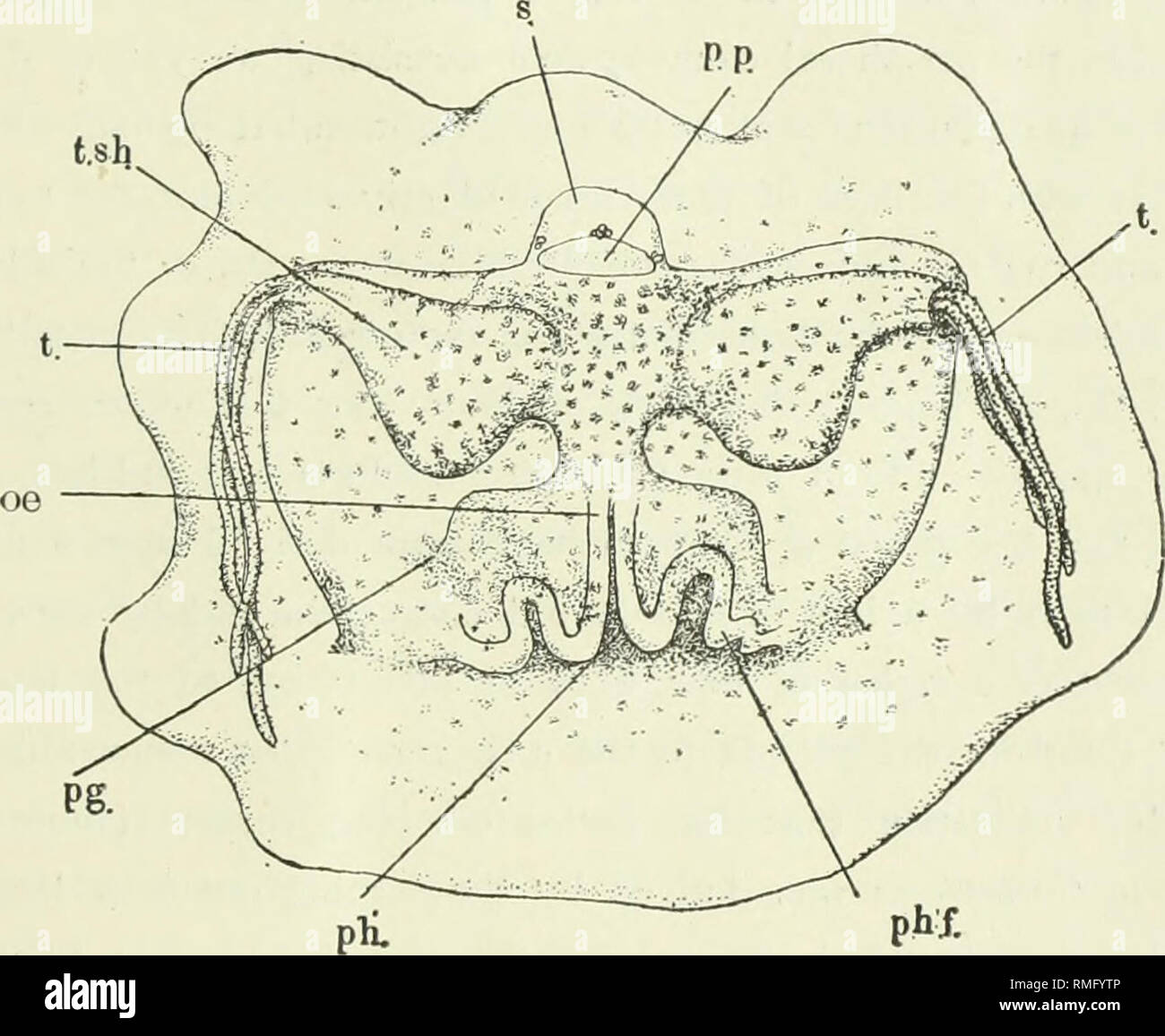 . Annotationes zoologicae japonenses / Nihon do?butsugaku iho?. NOTES ...