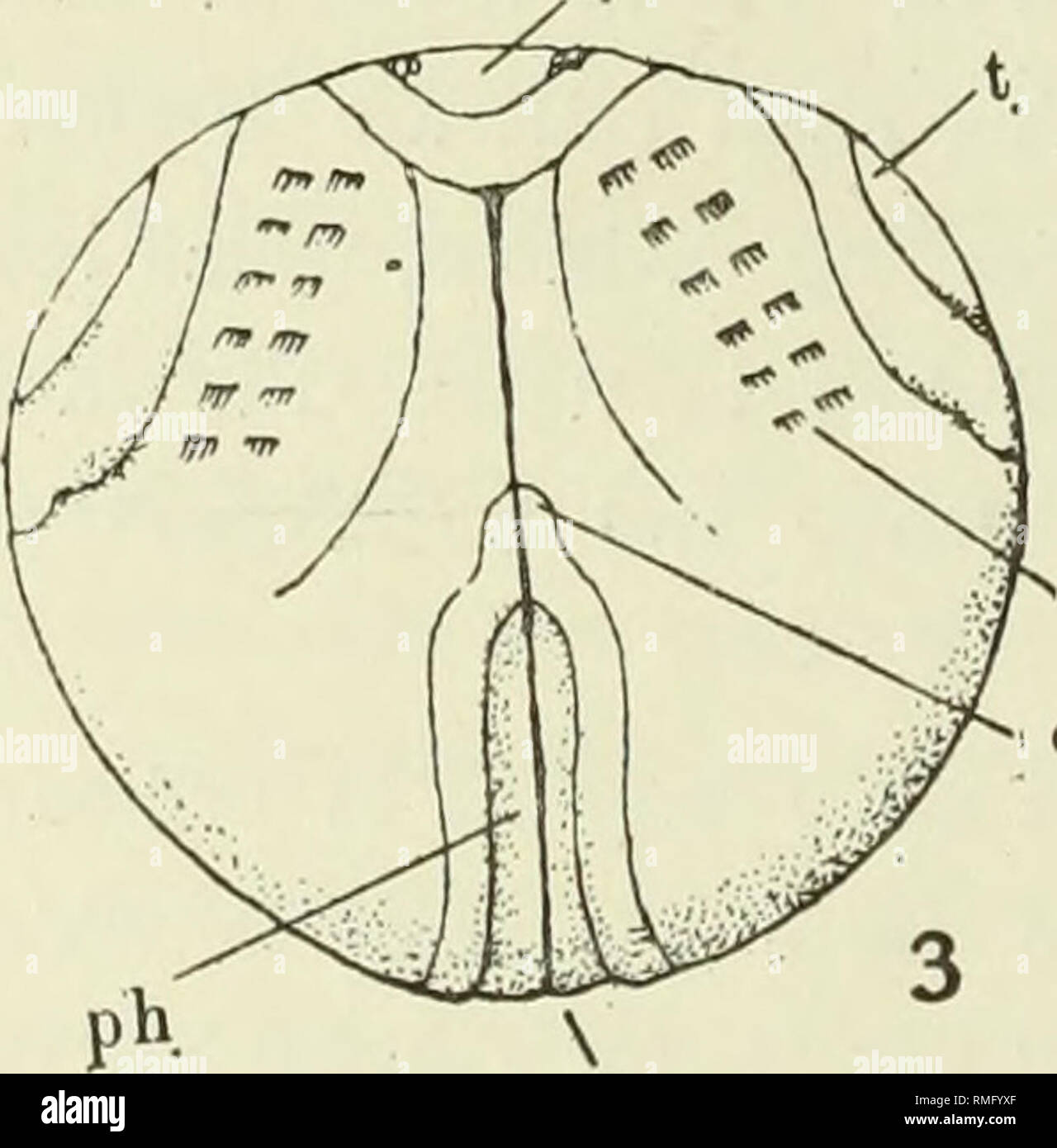 Komai hi-res stock photography and images - Alamy