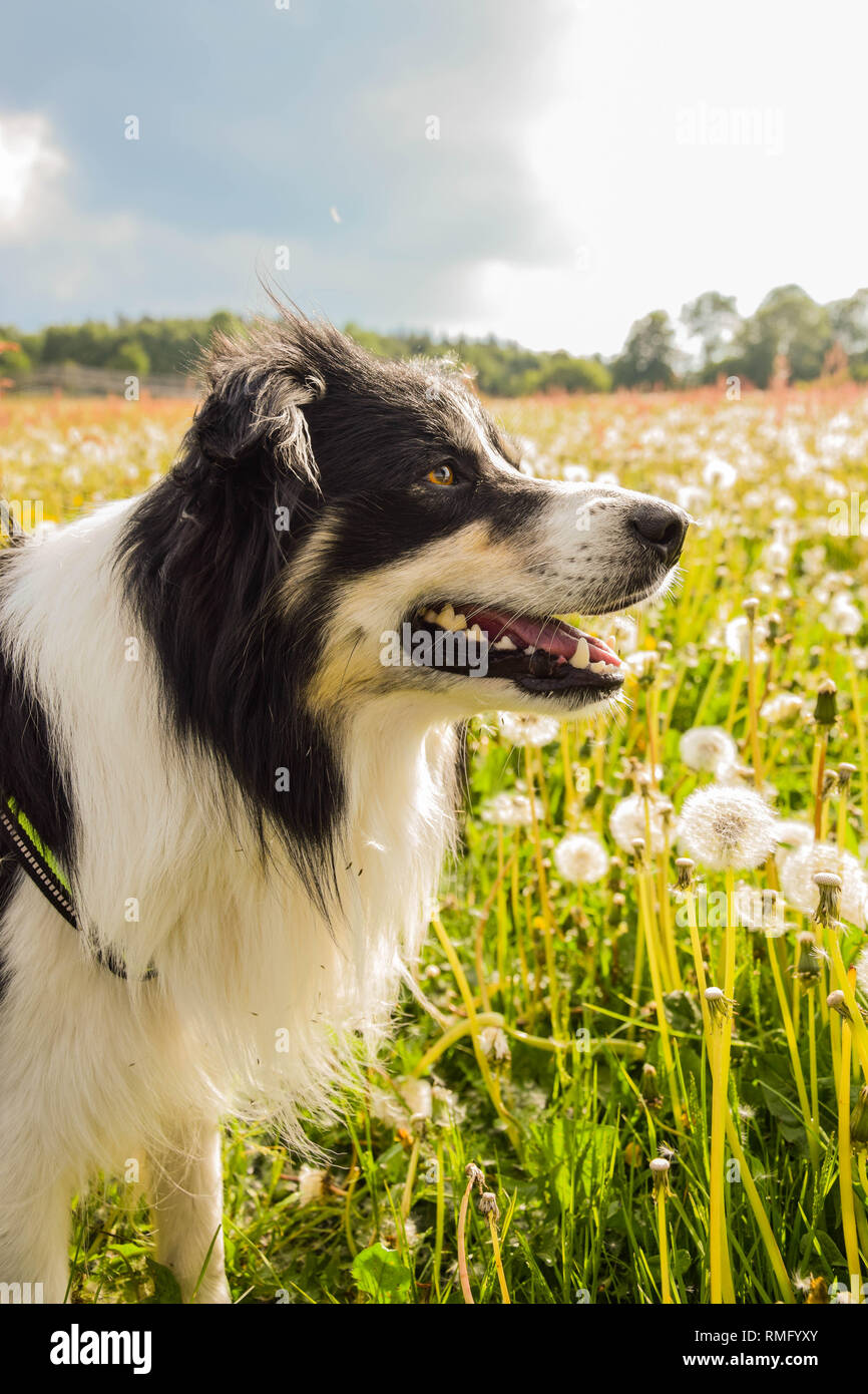 Border Collie in flowers Stock Photo - Alamy