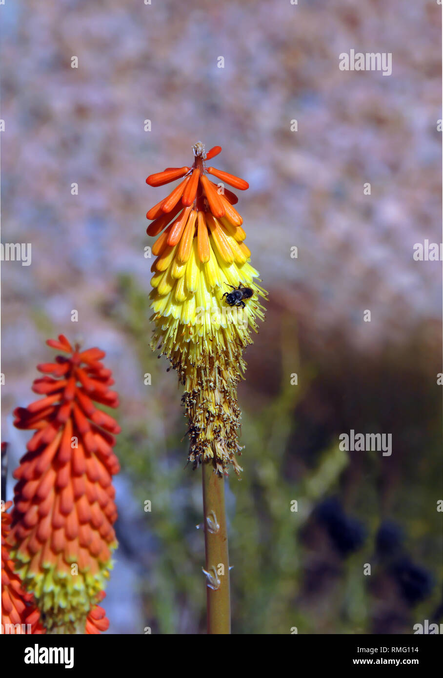 Backdraft Red Hot Poker has bloomed and flower is dying. Bee climbs on ...