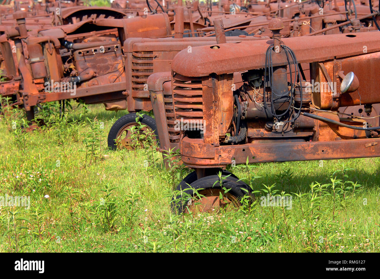 Rows of antique tractors rust in the elements. Grass grows around ...