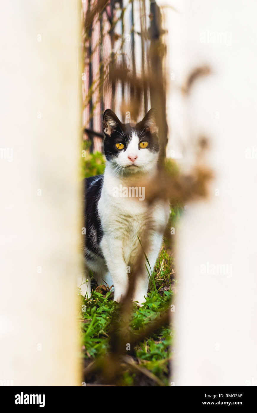 Cat behind branches hi-res stock photography and images - Alamy