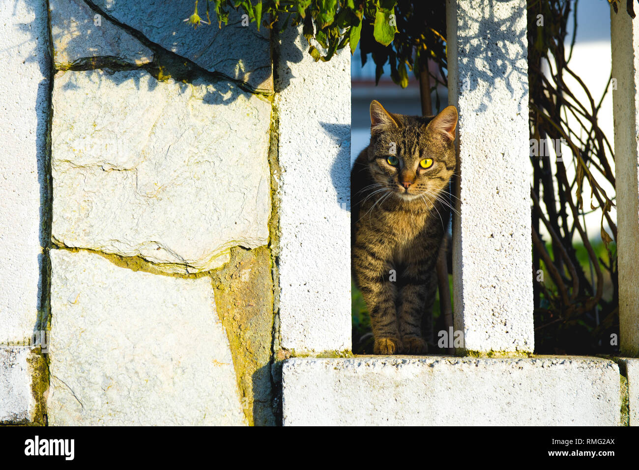 Cat behind fence in garden Stock Photo - Alamy