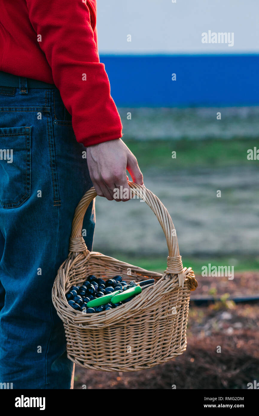 Crop farmer with basket of olives Stock Photo - Alamy