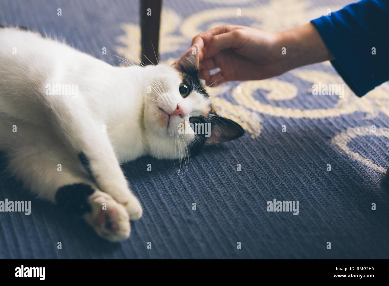 Crop hand touching cat Stock Photo - Alamy