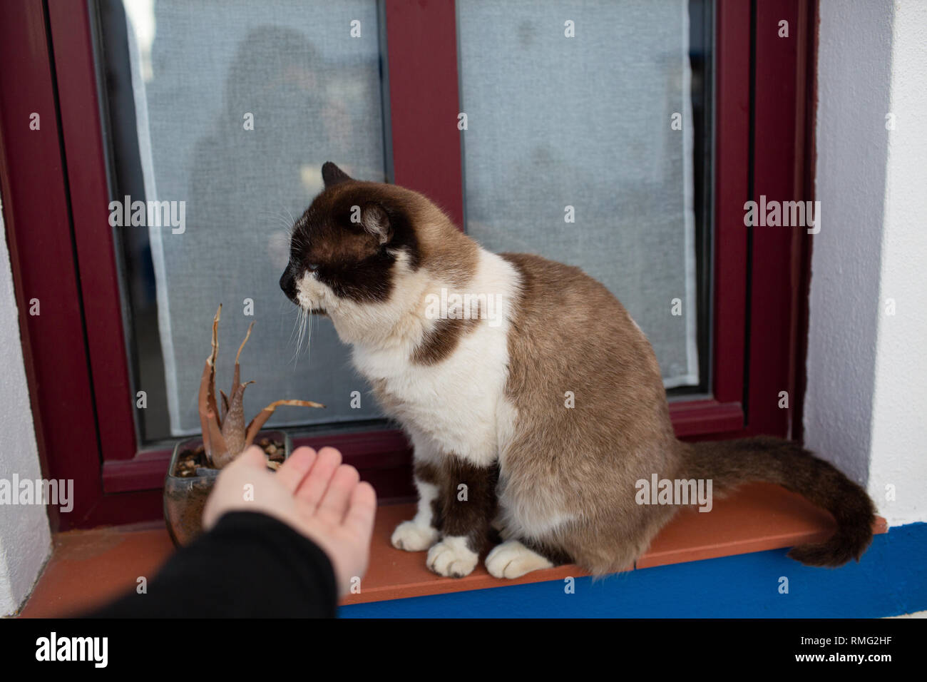 Crop hand showing cat on window sill Stock Photo - Alamy