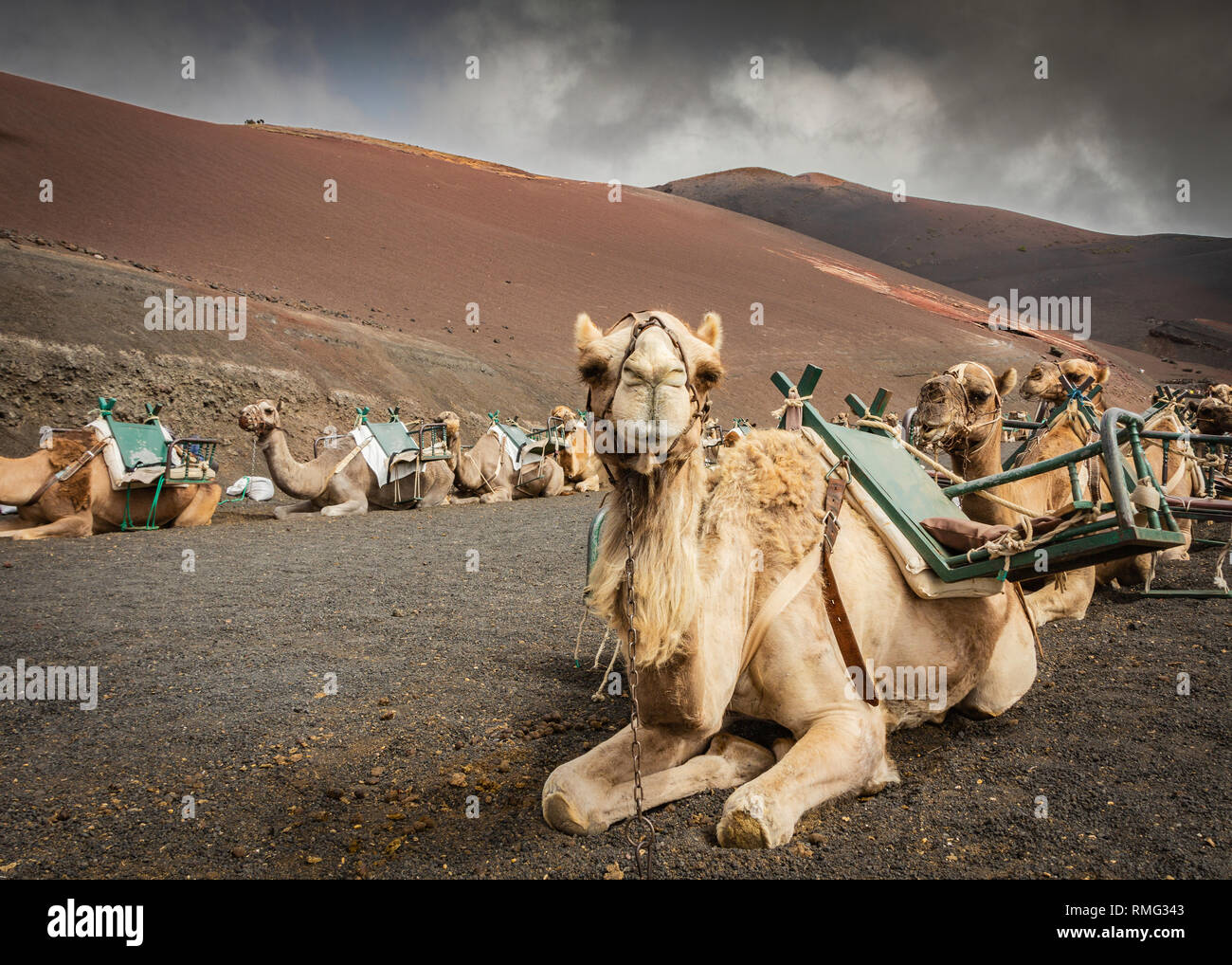 Group of beautiful camels with saddles lying on rough ground and ...