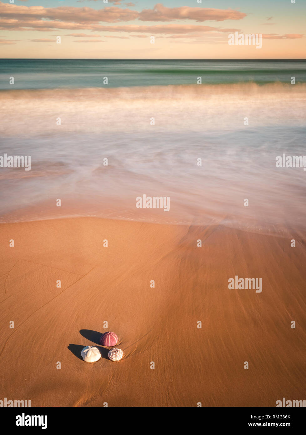 Small mollusks hi-res stock photography and images - Alamy