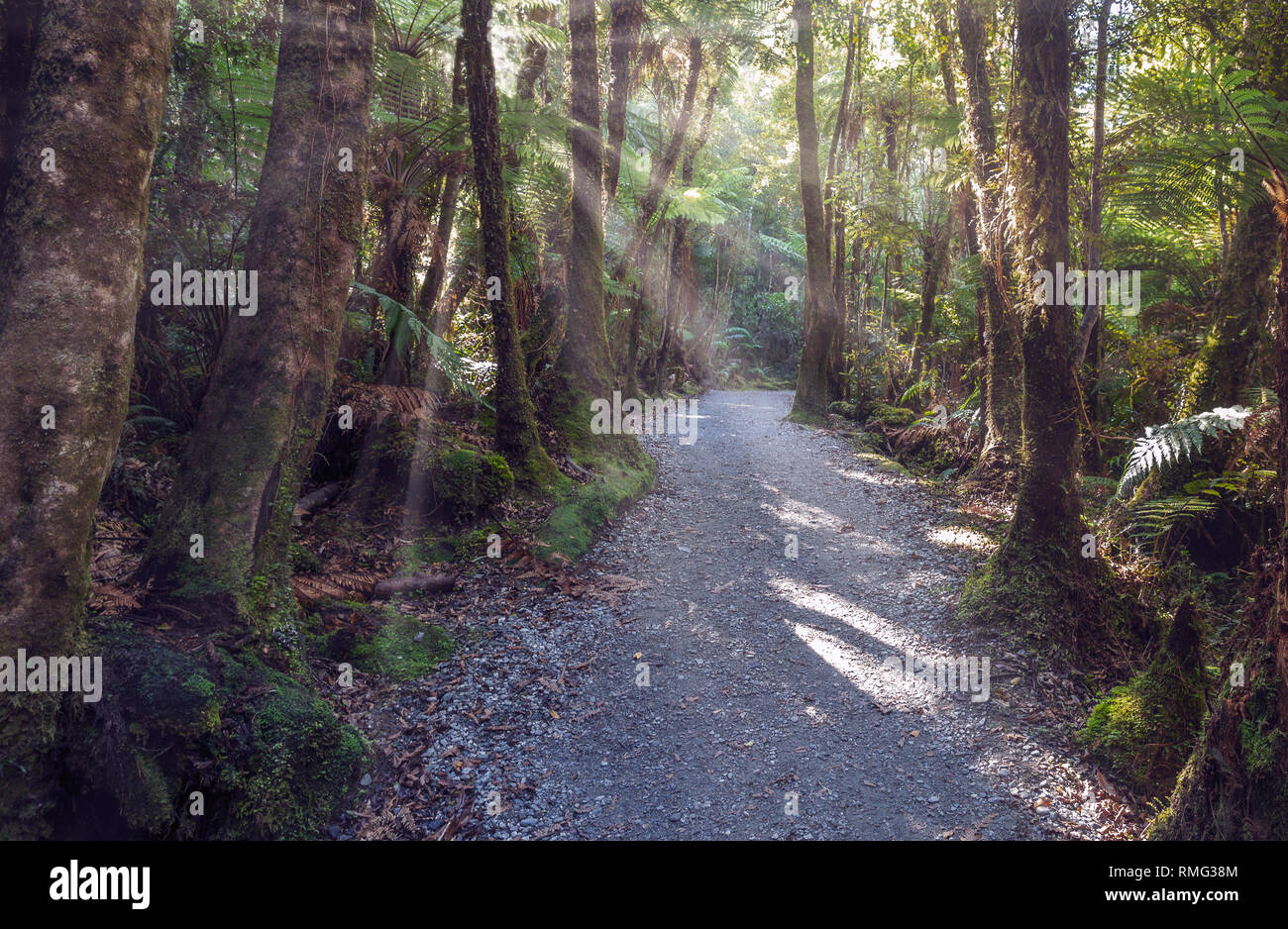 Sun shining through rainforest hi-res stock photography and images - Alamy