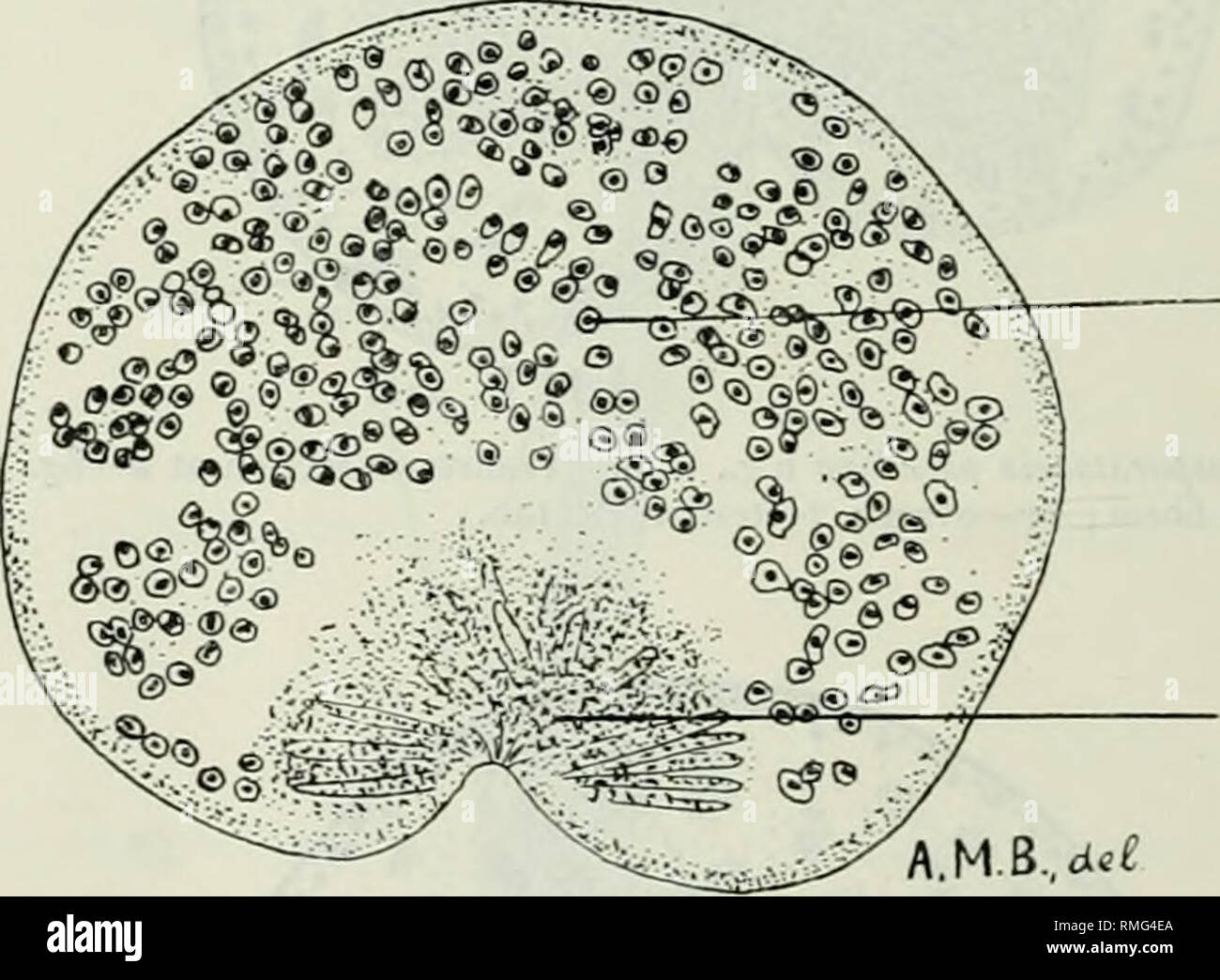 . Annals of tropical medicine and parasitology. Parasites. 192 ...