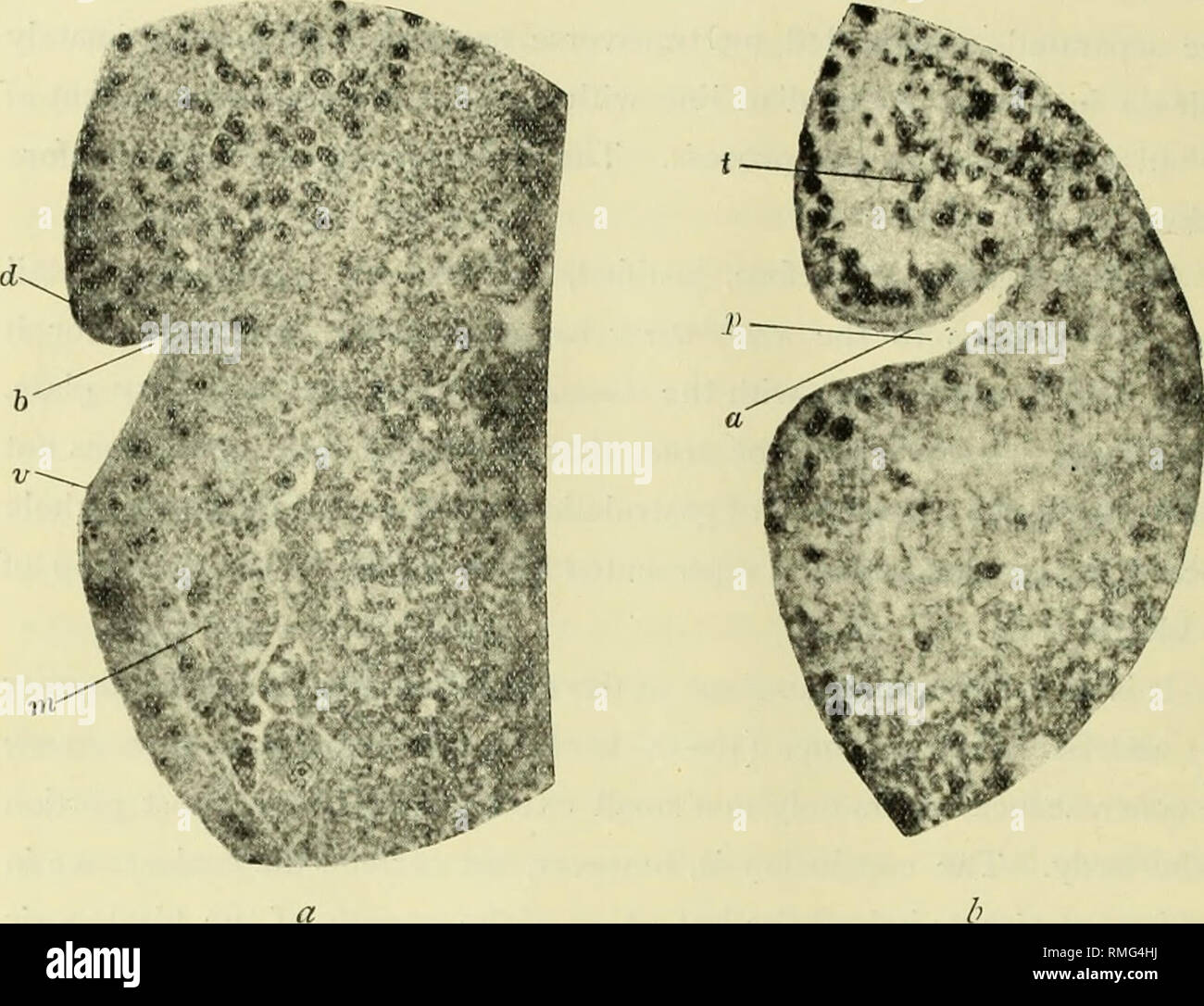 . Annotationes zoologicae japonenses / Nihon do?butsugaku iho?. 54 S ...
